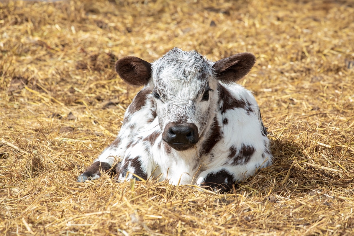 Little Boy's Precious Bond with Cow and Calves He's 'Raising' Is Everything
