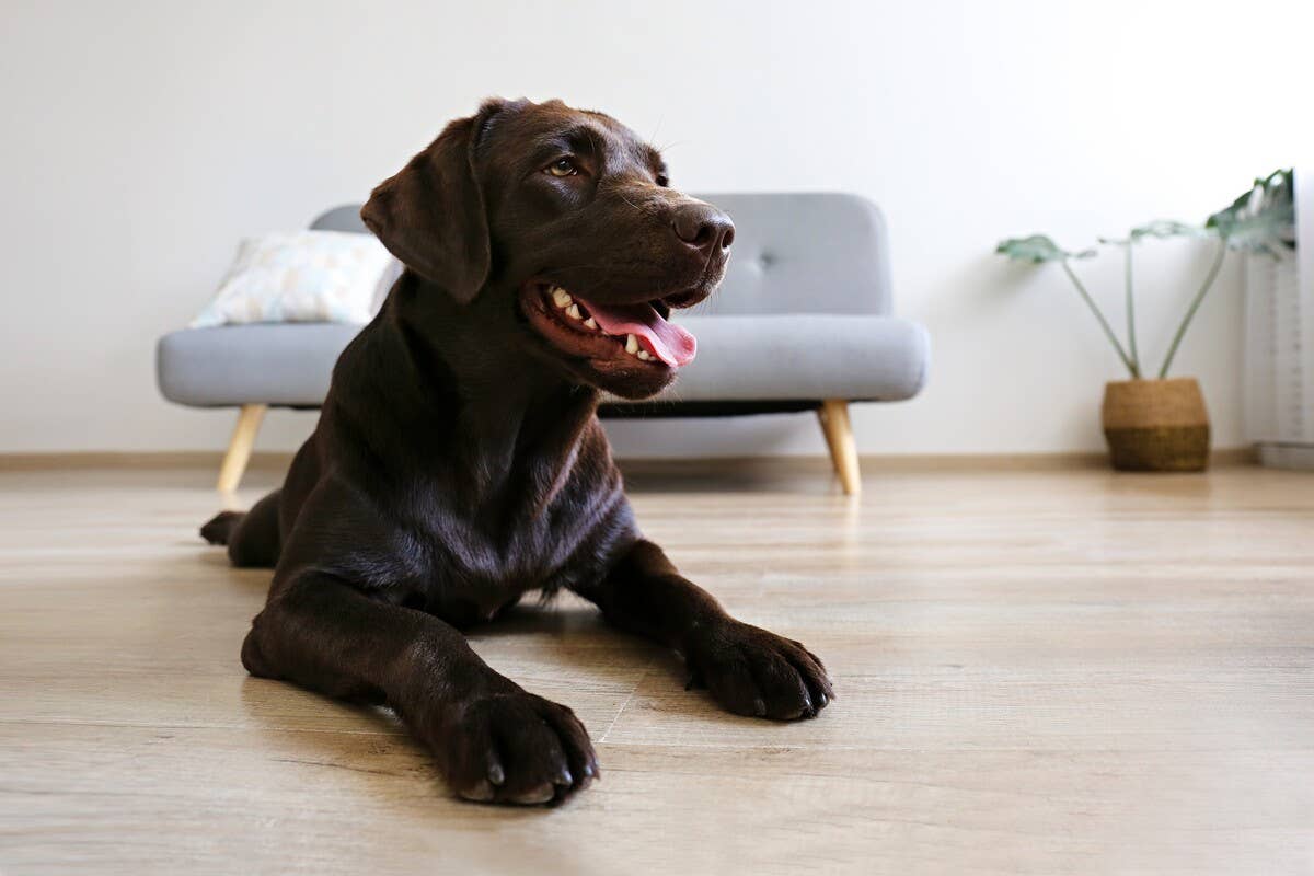 Labrador’s Struggle To Contain Her Zoomies Around Toddler Brother Is ...