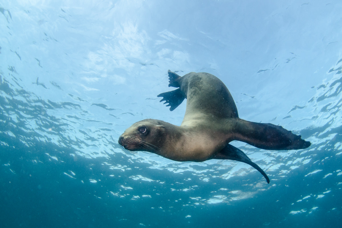 Washington Sea Lion Pup Who Mastered 'Ribbon Dancing' is a Star in the ...