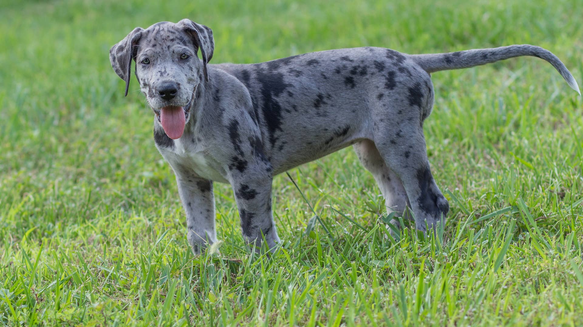 Great Dane Puppy Has Priceless Response to Waking Up to His First ...