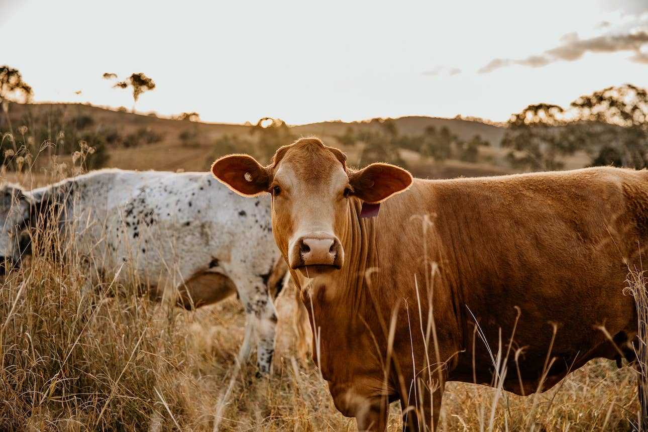 Rescued Dairy Farm Cow Jumps for Joy After Taking First Steps in New ...