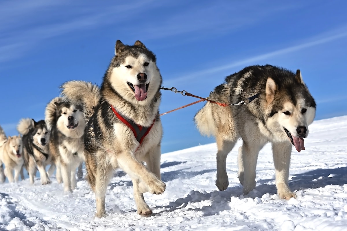 Story of Sweet Sled Dog Overcoming Injury That Threatened to End Career ...