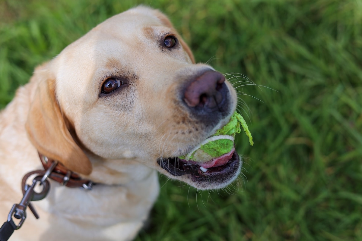 Labrador Retriever's Ambitious Love for Tennis Balls Has Everyone ...