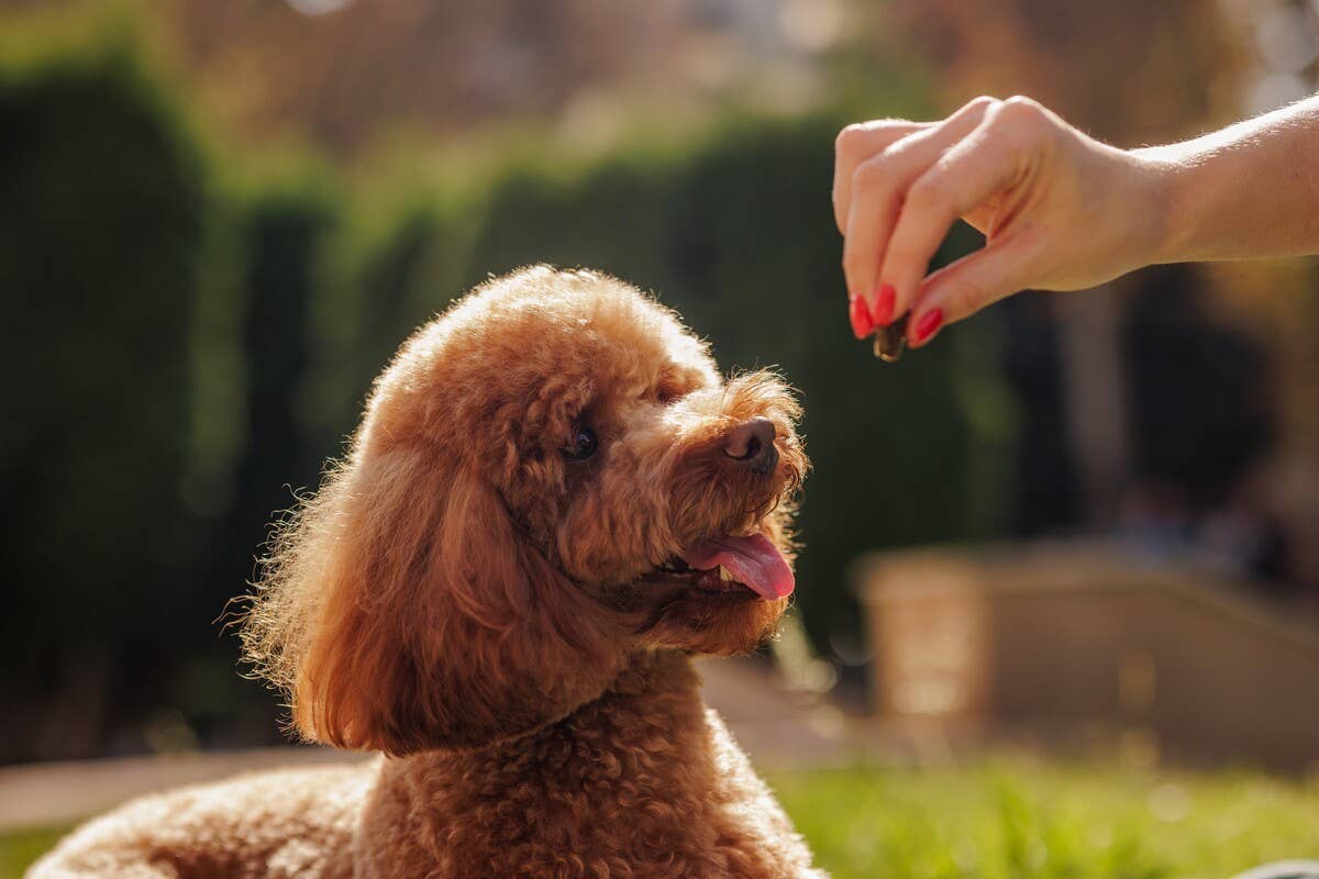 Poodle’s Confusion Over Why She Can’t Get Any Treats From Feeding Toy ...
