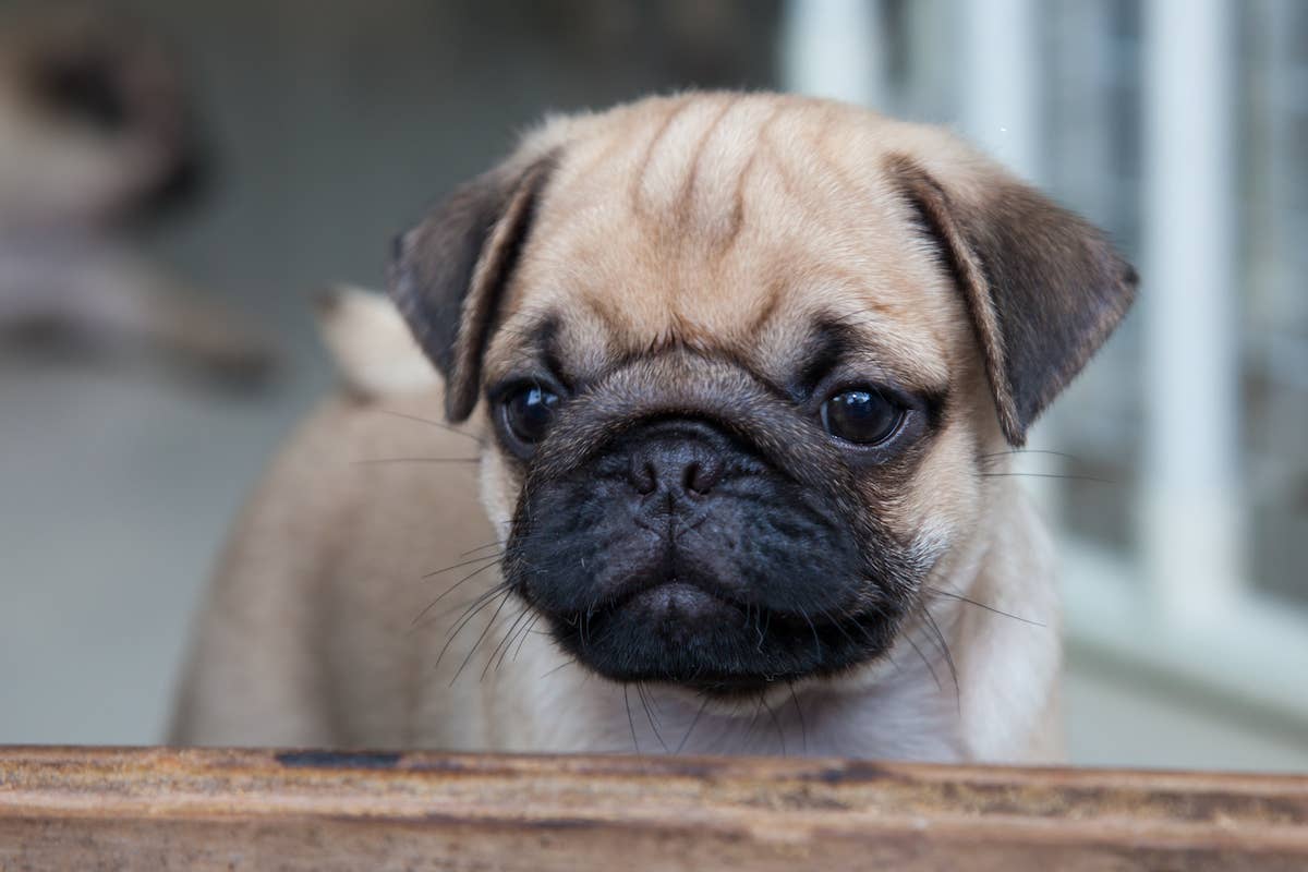 Sassy Pug Puppy's 'Hangry' Attitude Disappears Instantly When He Tastes ...