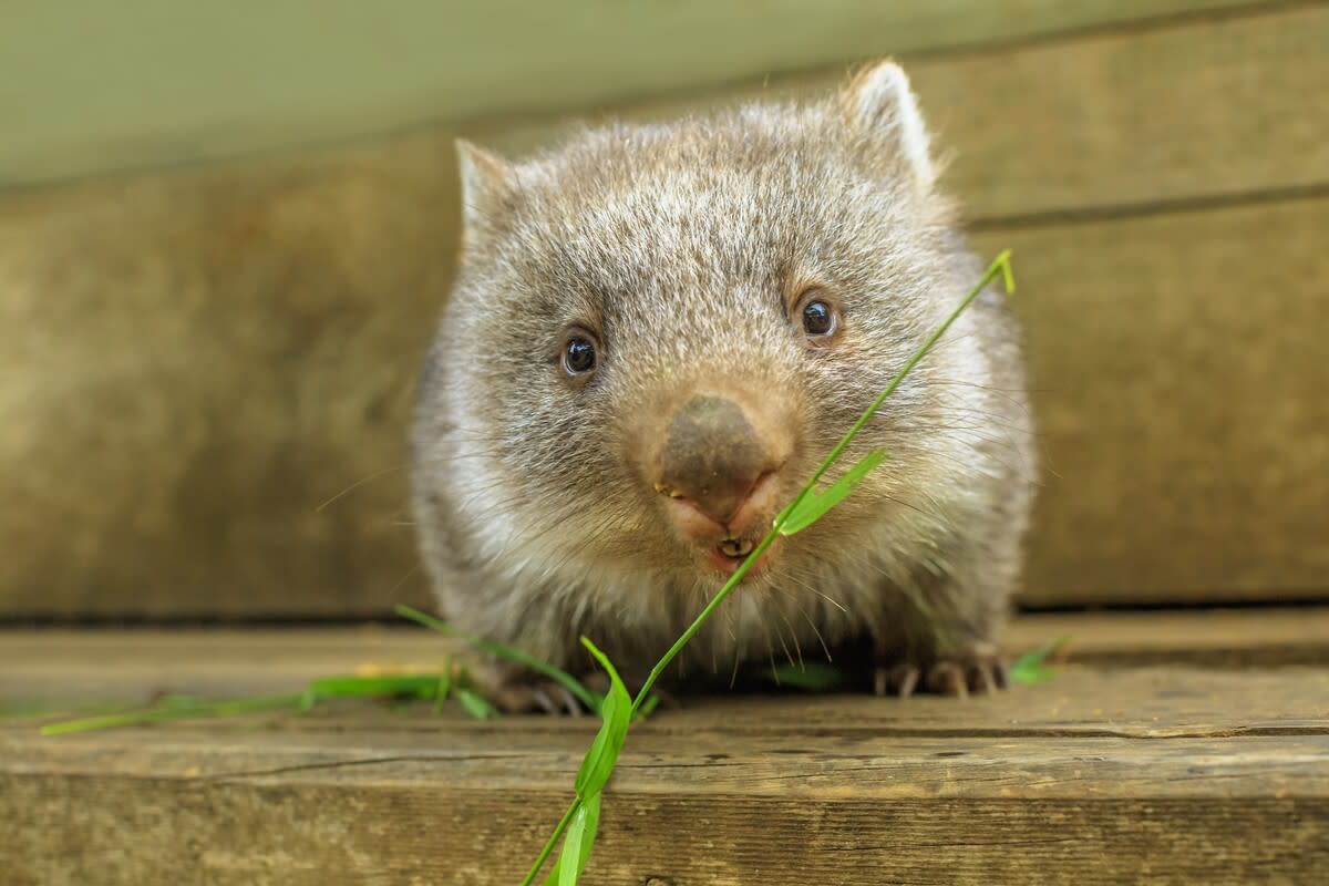 Orphaned Wombat’s Belly Scratches From Vet Spark a Meltdown of Cuteness