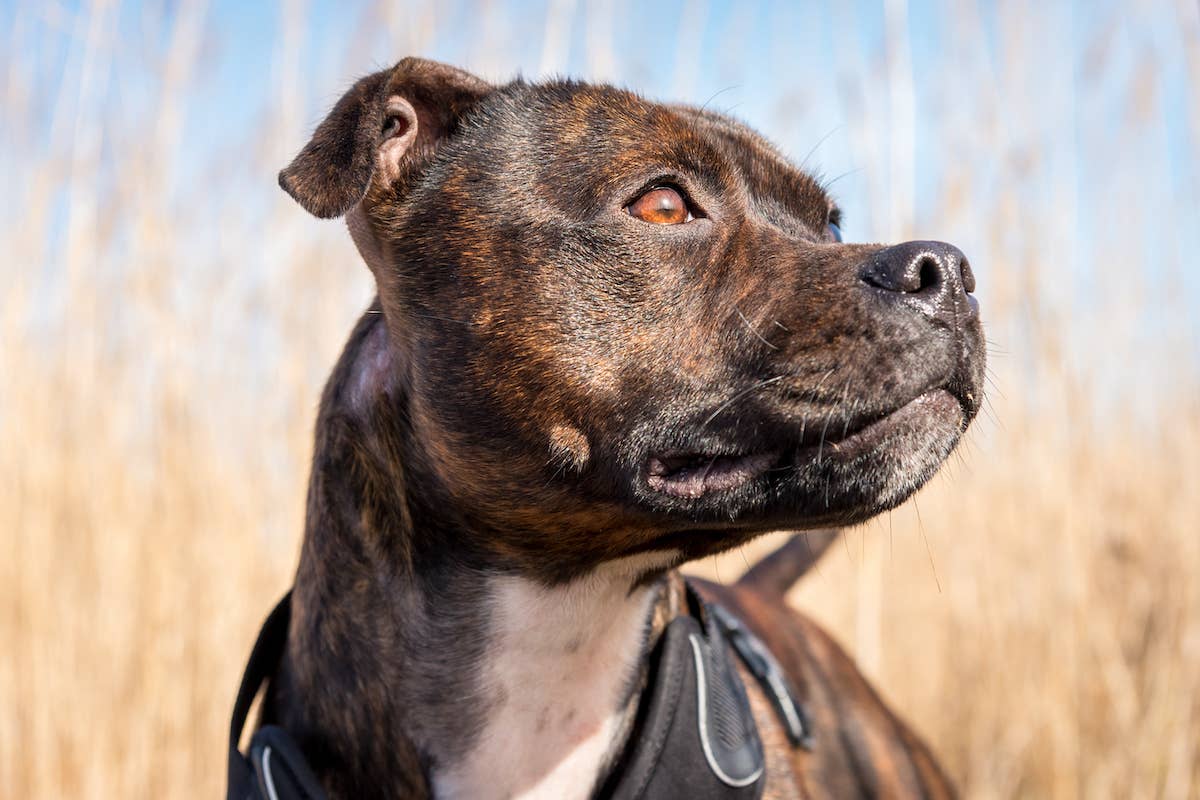 Precious Stray Pit Bull Follows Selfless Stranger to Her New Home with ...