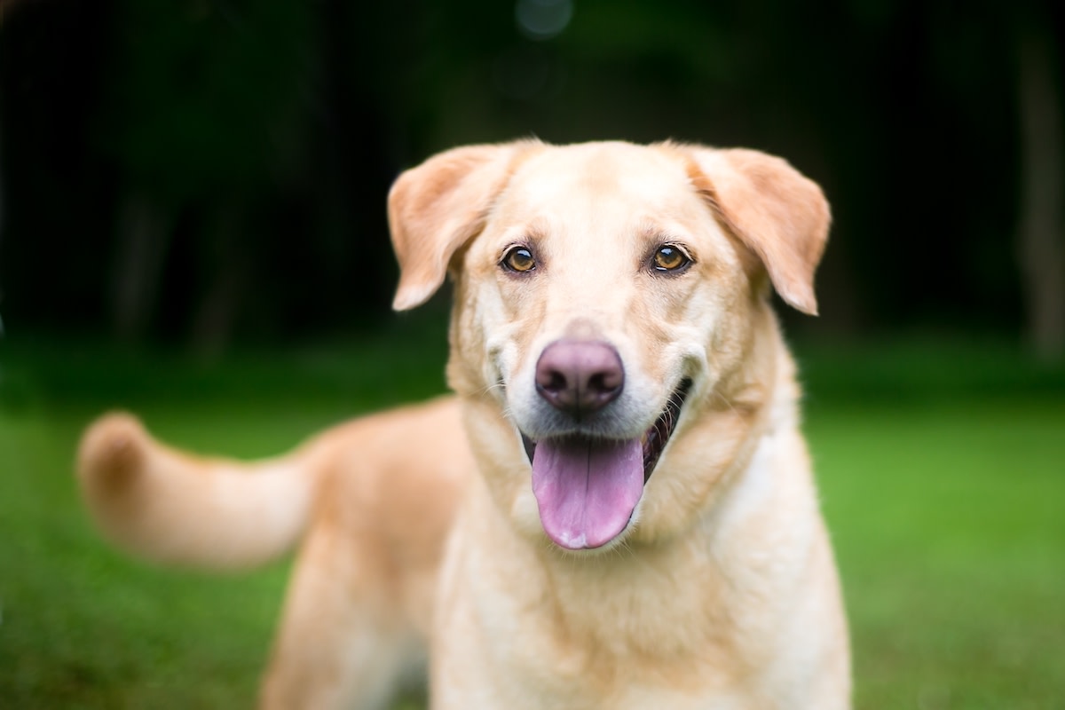 Yellow Lab Shepherd Mix Puppies