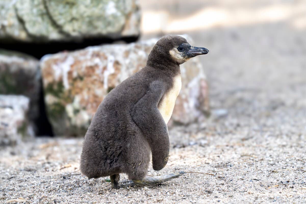 Fluffy Baby King Penguin