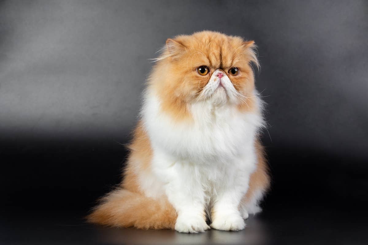 Fluffy Persian Kitten