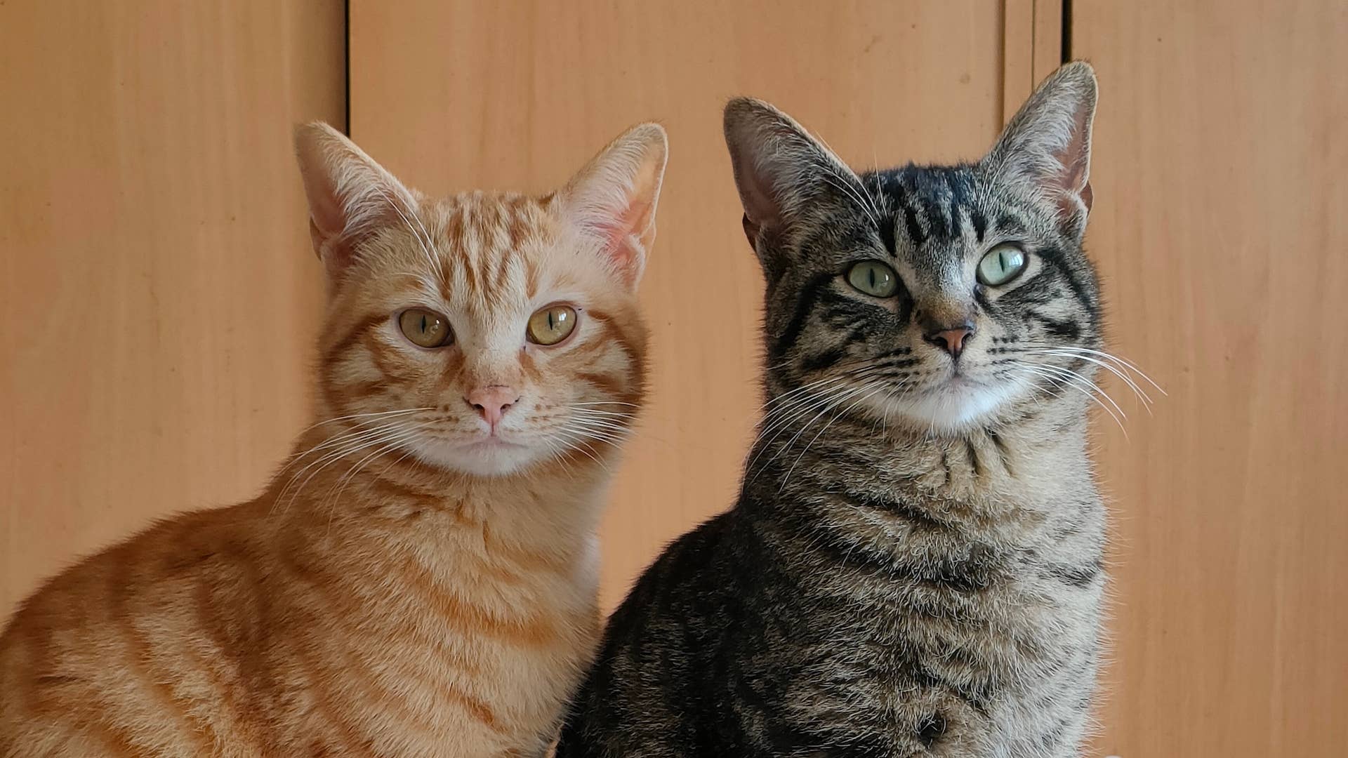 Ruthless Orange Cat Instigates Tripod Brother in Meanest Way Possible