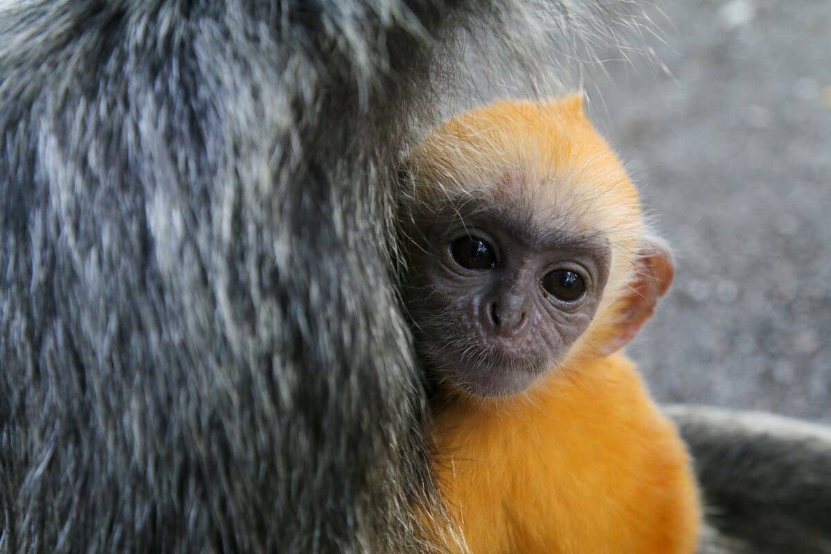 Wobbly Little Langur Monkey Steps Outside With Mom Zooborns SPRING HAS