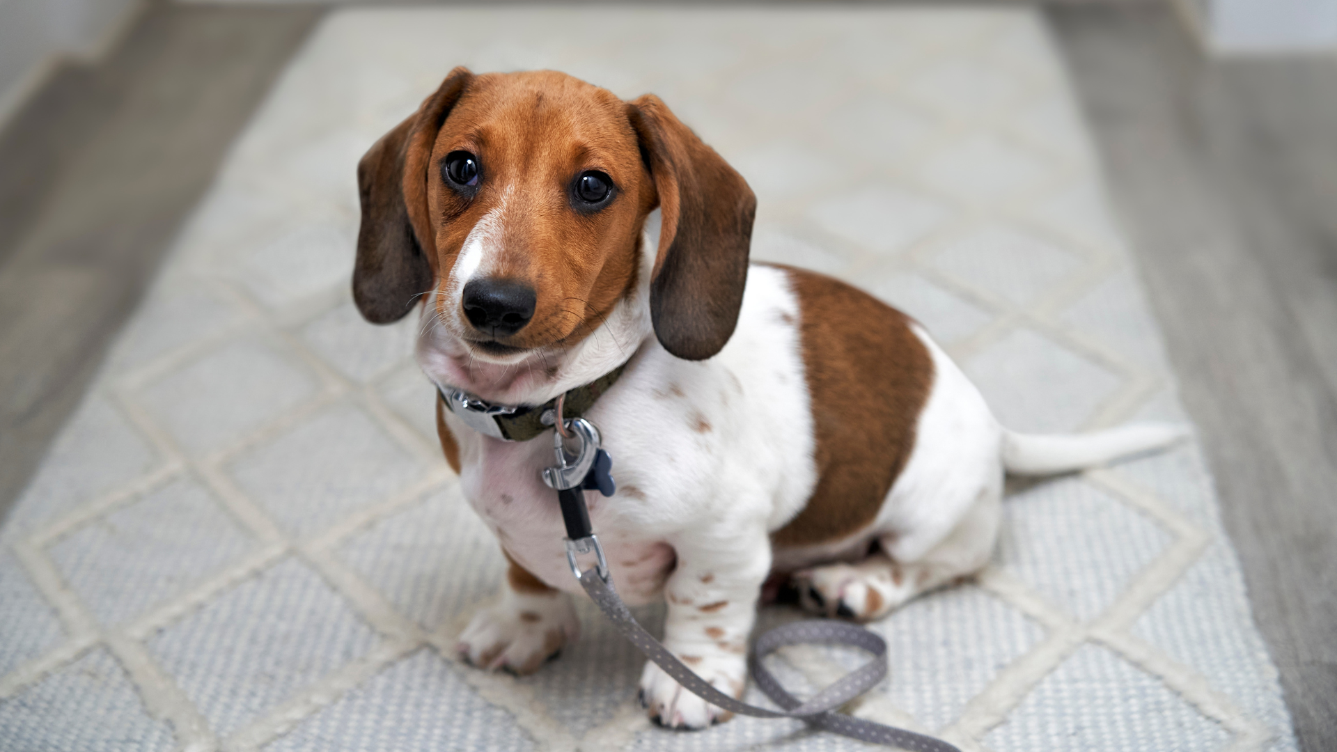 Dog Mom’s Sweet Way of Waking Up Deaf Dachshund Puppy Is the Epitome of ...