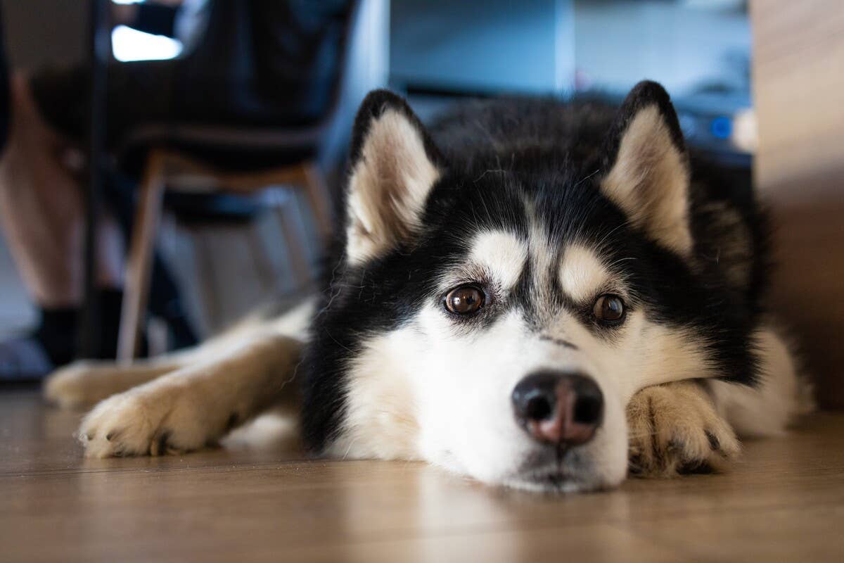 Video of Grieving Huskies Mourning Their Lost Sibling Has the Internet ...