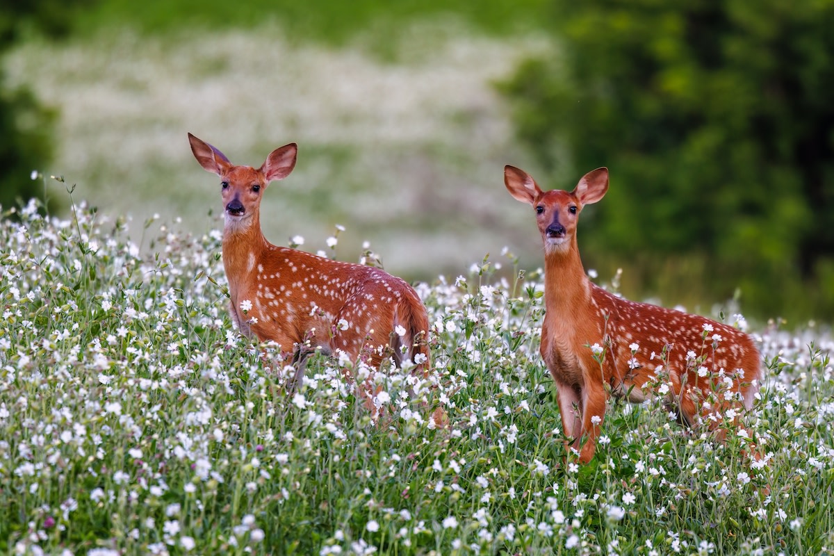 Pair of Fawns Playing in the Sunshine Reminds People to Appreciate the ...