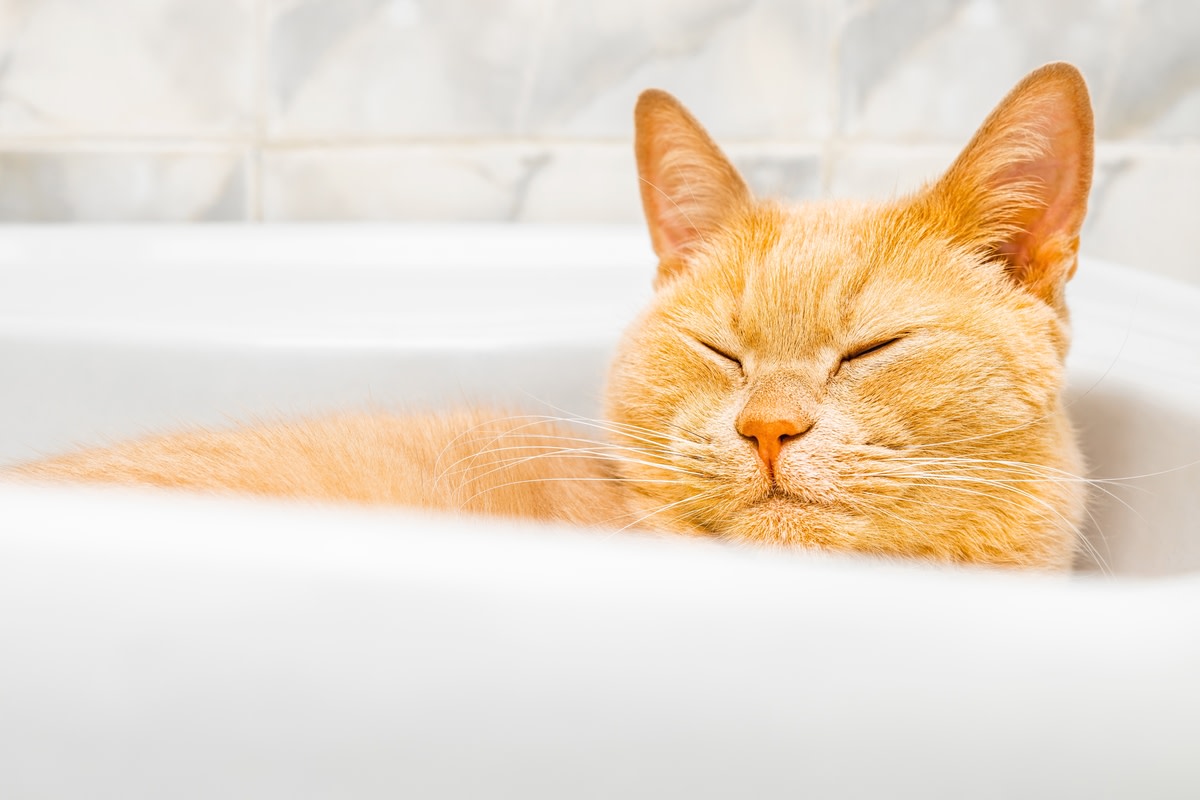 Easygoing Orange Cat's Adorably Unique Bath Time Ritual Is Utterly Precious