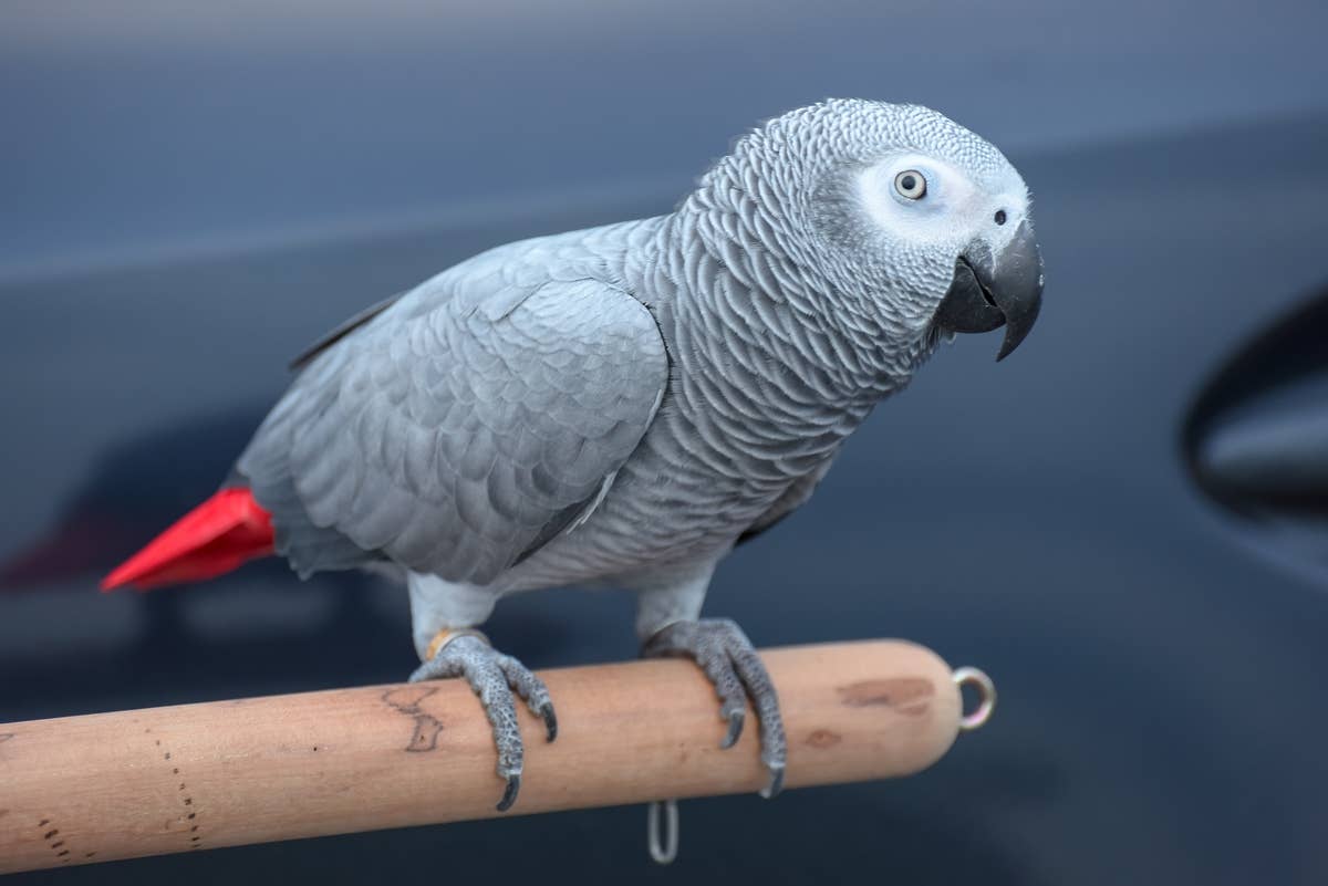 African Grey Parrot Acts Out Her Mom's Phone Calls From Start to Finish ...