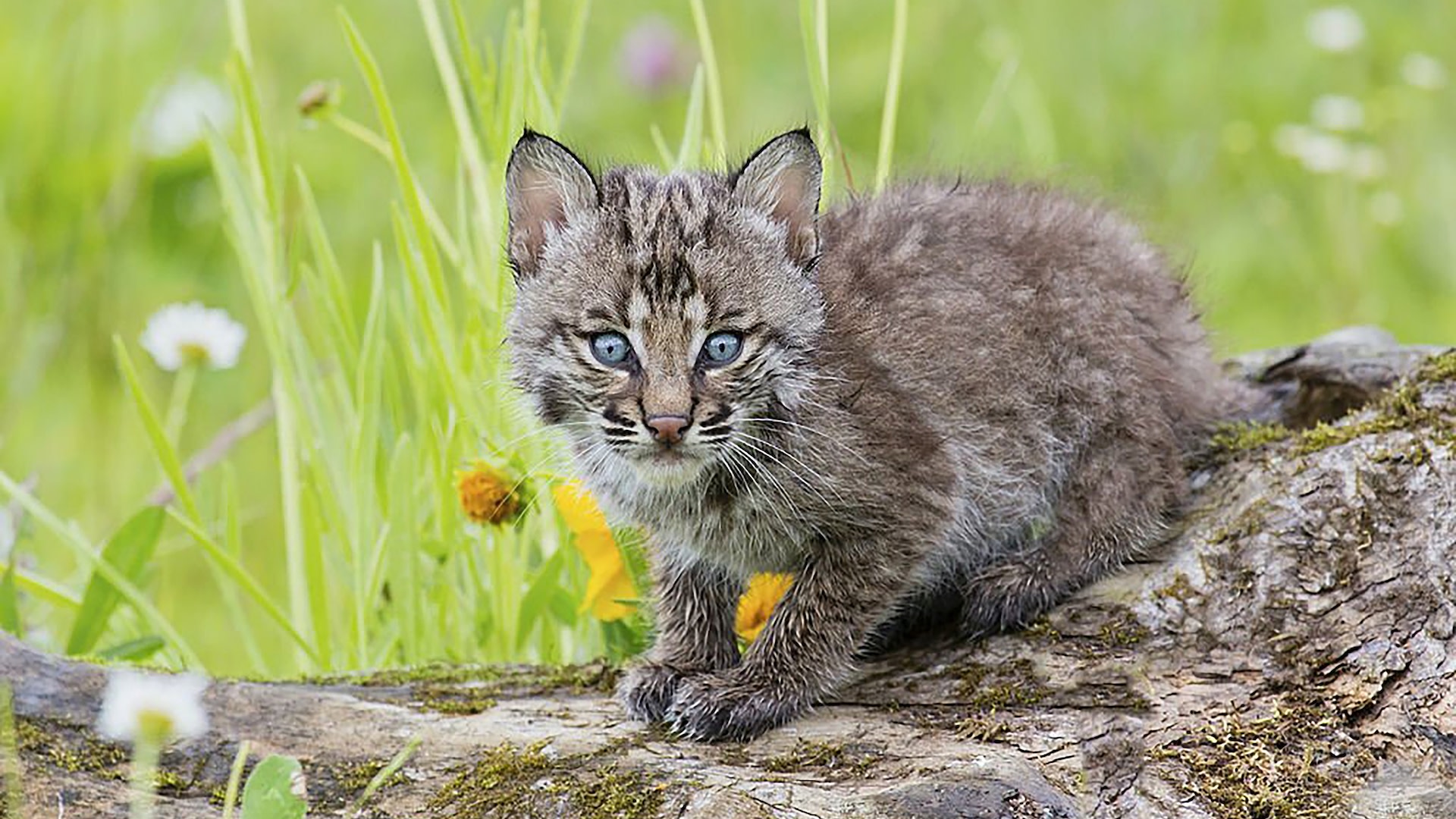Angry Bobcat Kitten Who Stole a Blanket Sounds Like Anything but a Cat