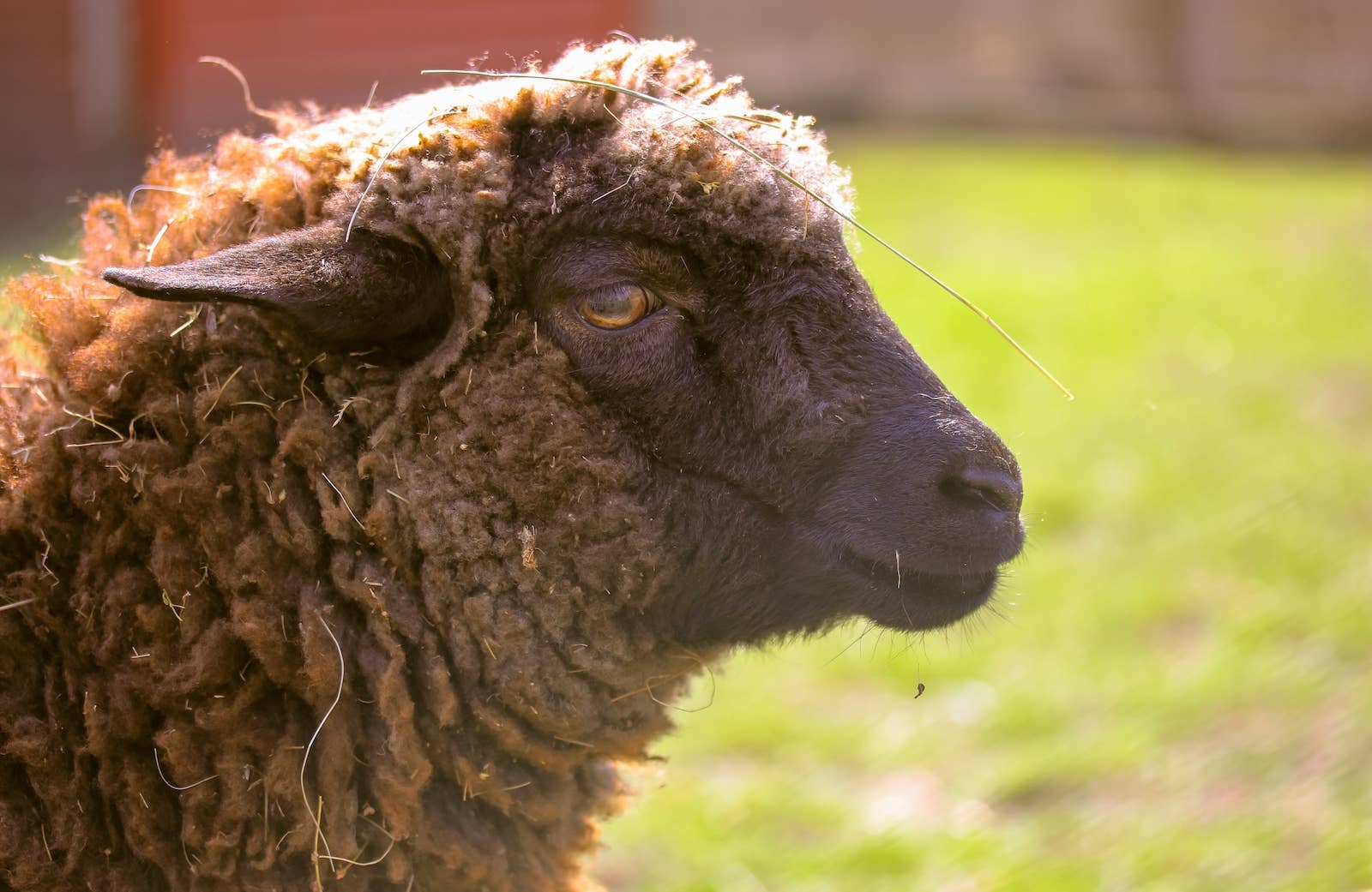 Video of Fluffy Sheep Joyfully Hopping Alongside Dog Besties is Making ...