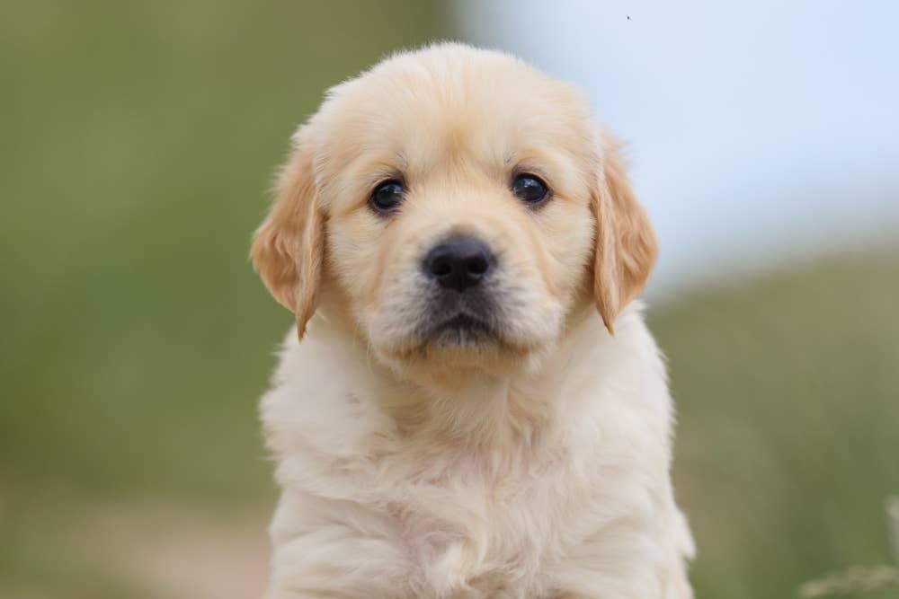 Gele Golden Retriever Pups