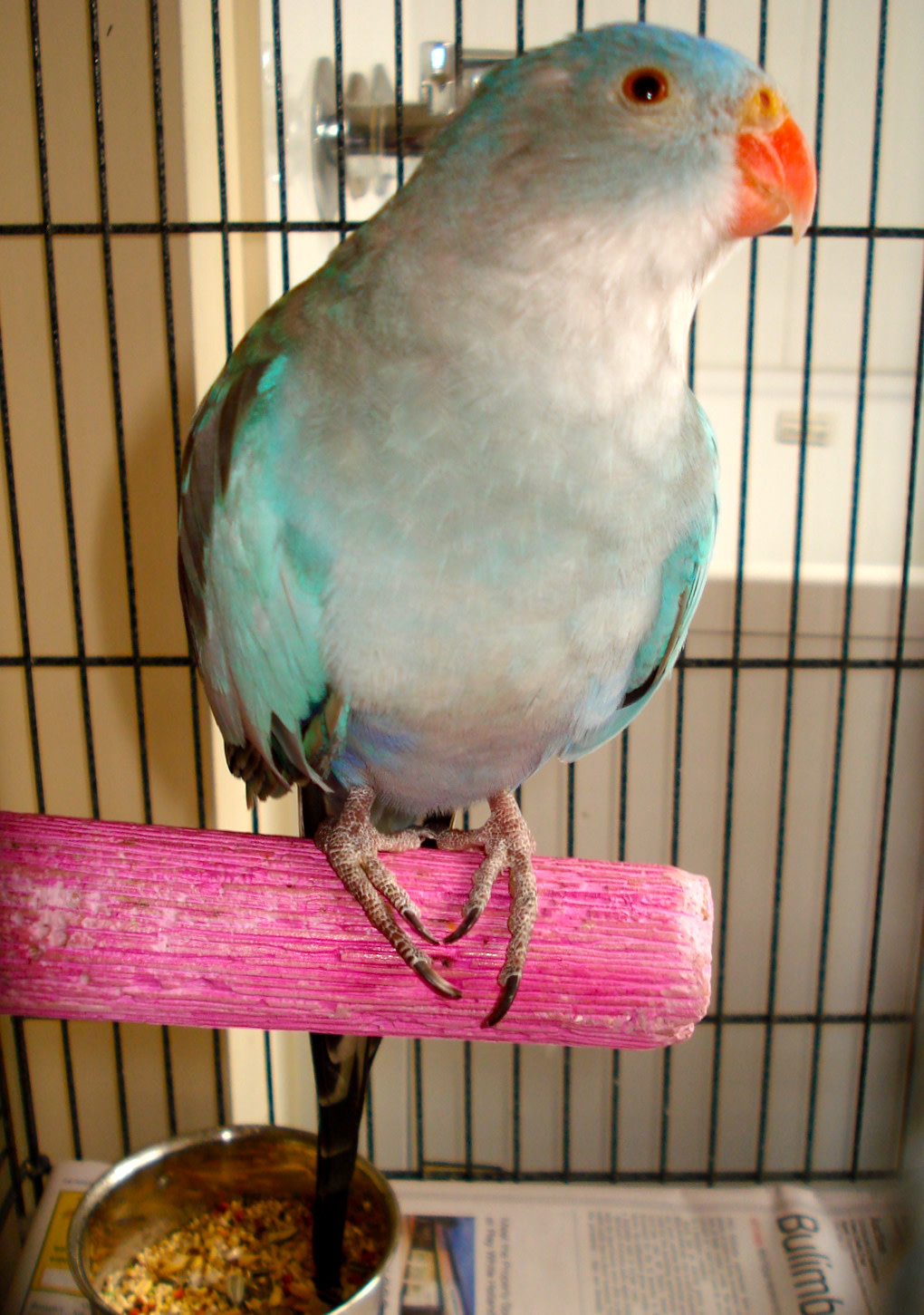 Princess parrot store