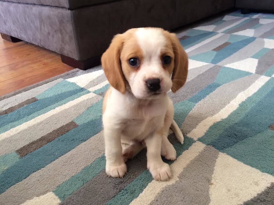 Cute Mixed Breed Puppies