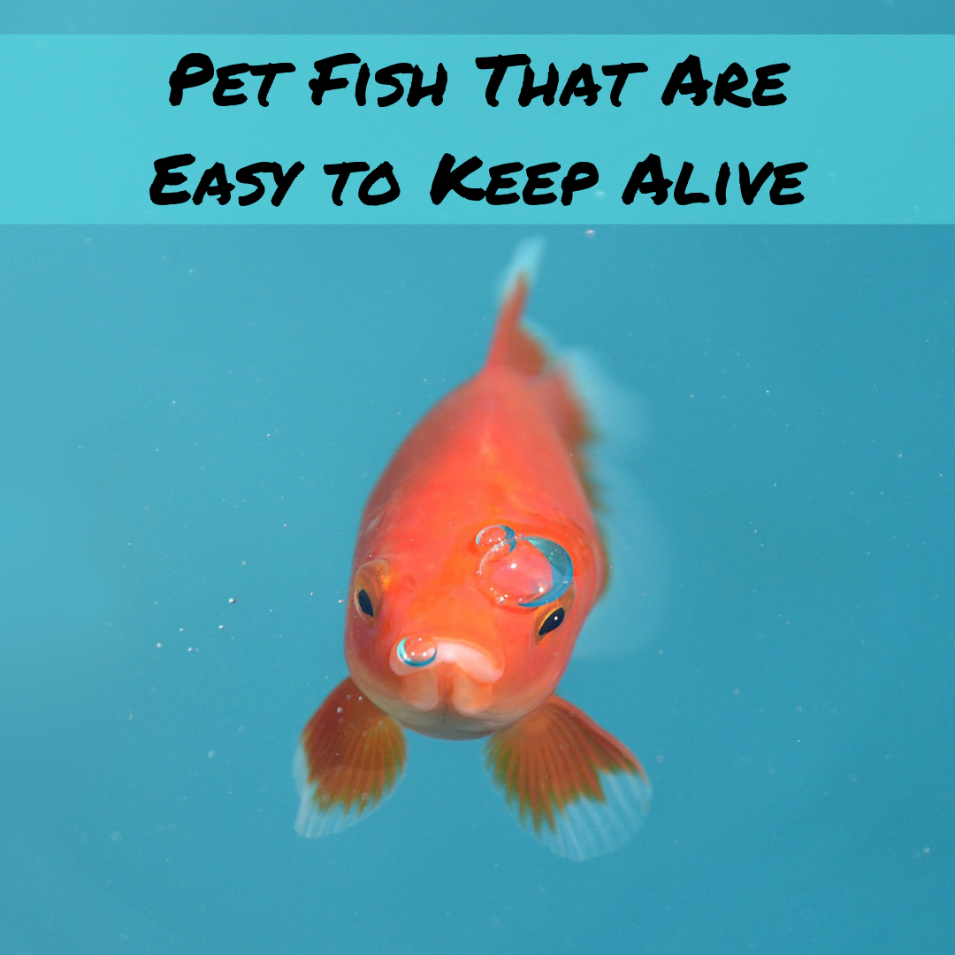 easy pet fish
