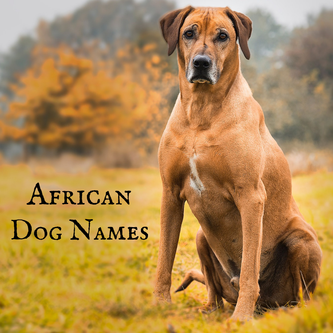Rhodesian Ridgeback Male