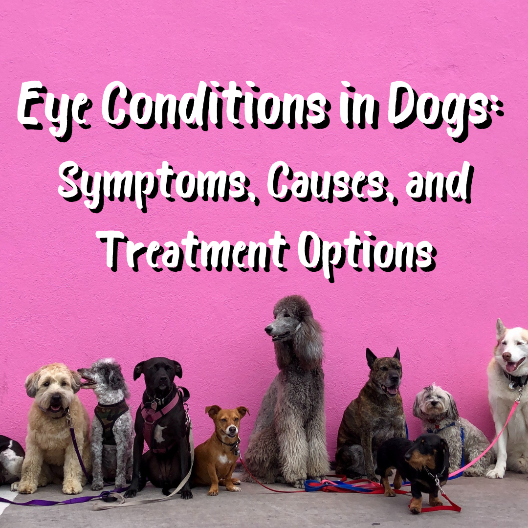 Eye Conditions In Dogs Symptoms Causes And Treatment Corneal Ulcer In
