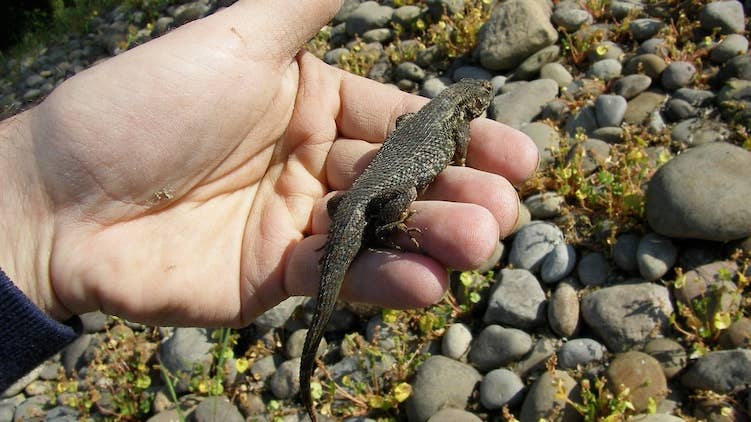 Baby Lizards In House California