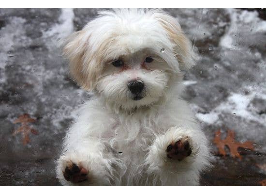 Shih Poo Puppies