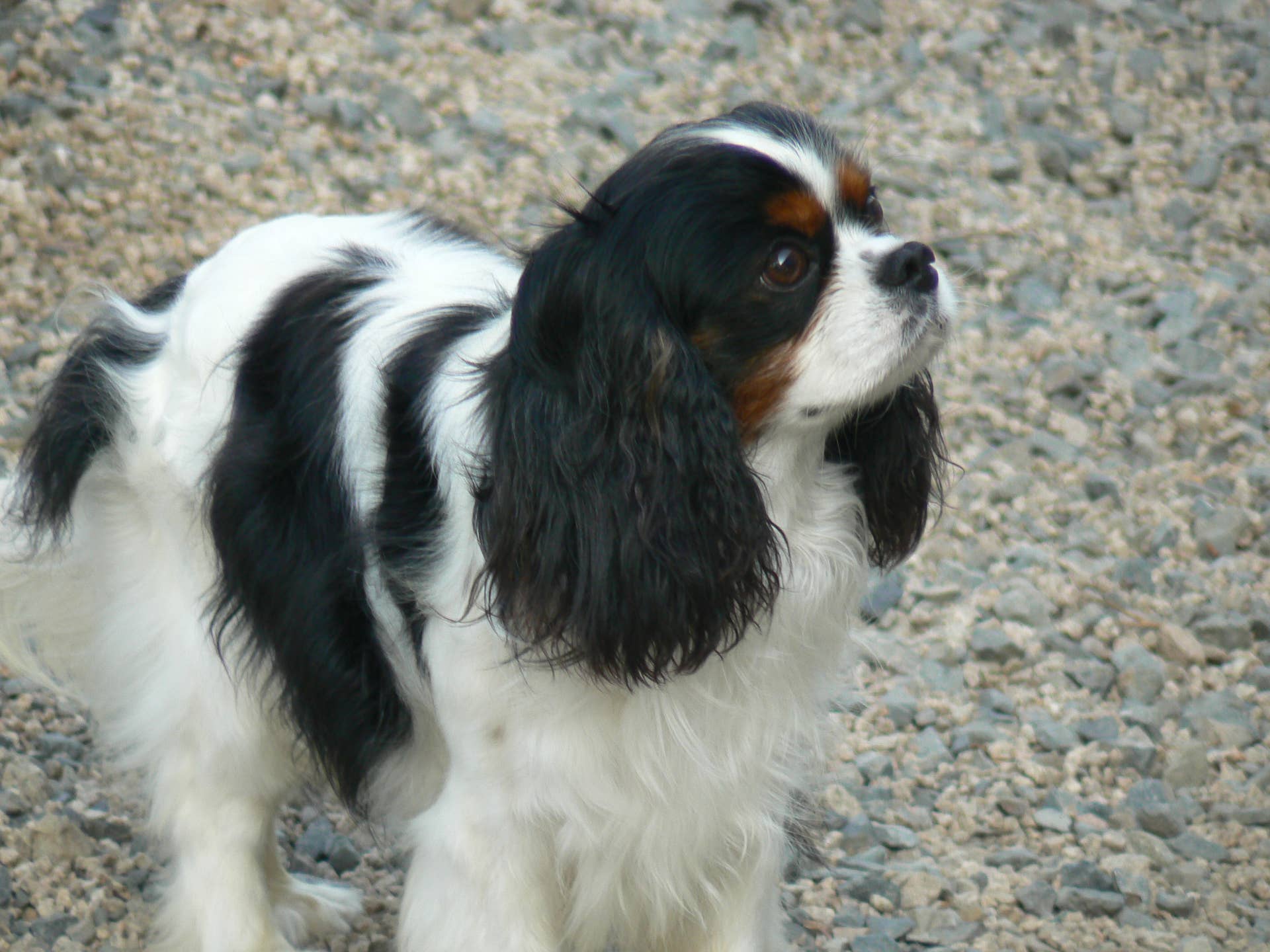 Cavalier King Charles Spaniel Puppies Tri Cochrans Cavaliers