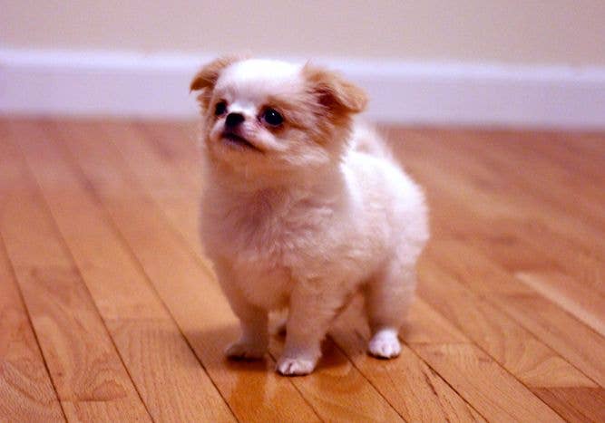 Japanese Breed