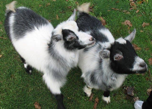 Pygmy Goats As Pets Zainafacai Ornaments Christmas Miniature Dwarf Set