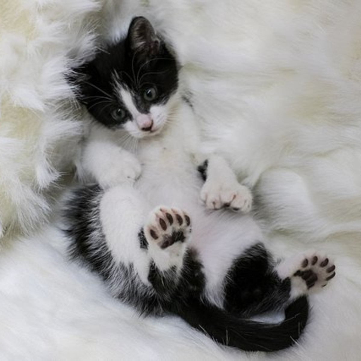 Polydactyl Kitty Yang The Polydactyl Maine Coon Kitten