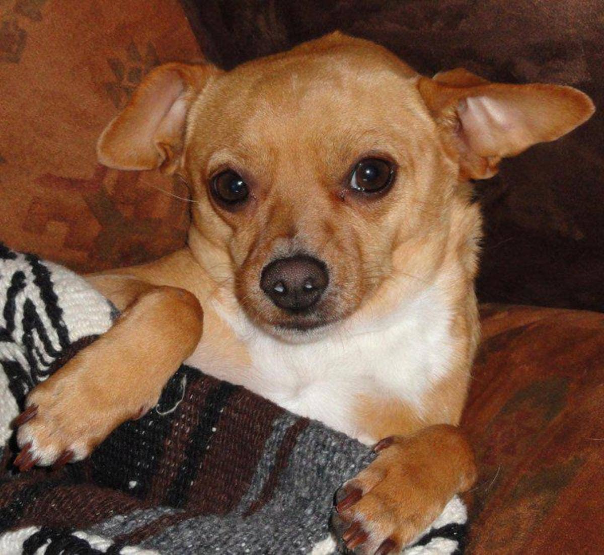 Chiwawa Mix