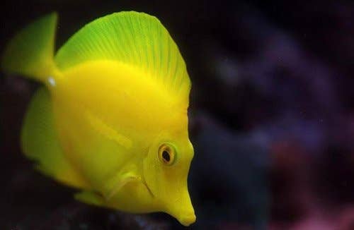 Yellow Tang Uk
