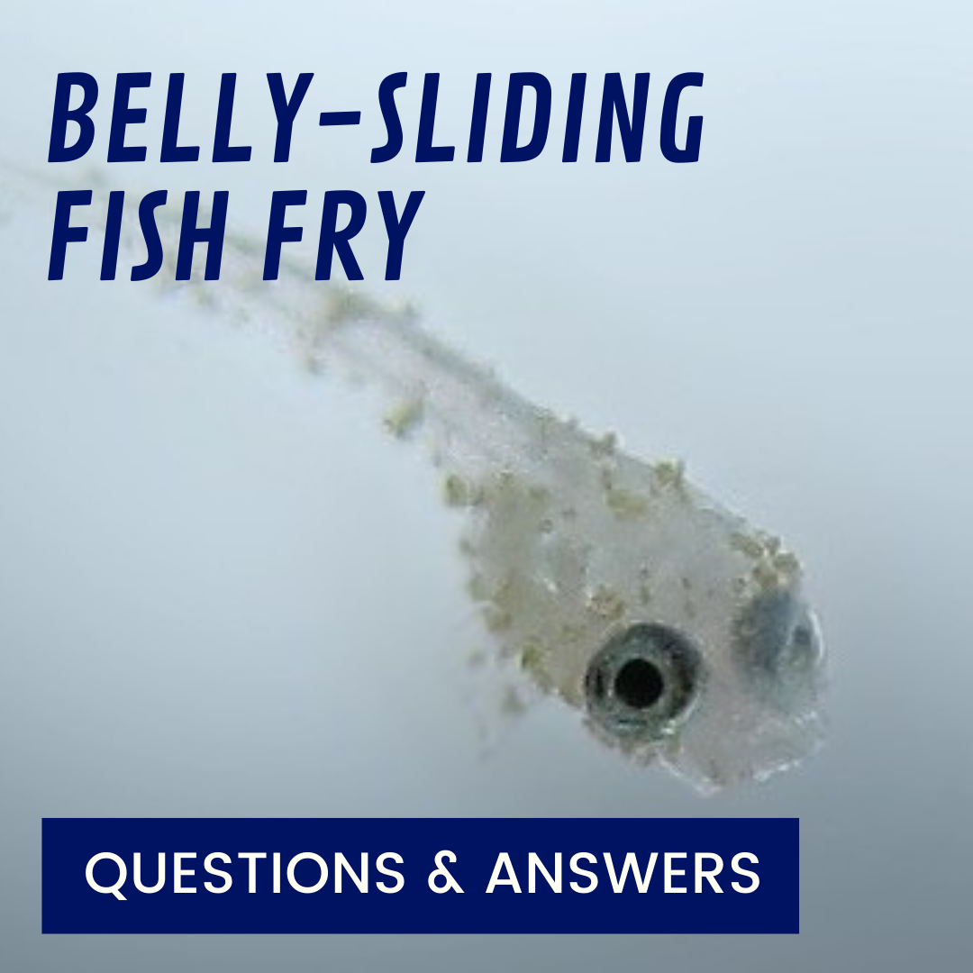 Baby Fish Fry