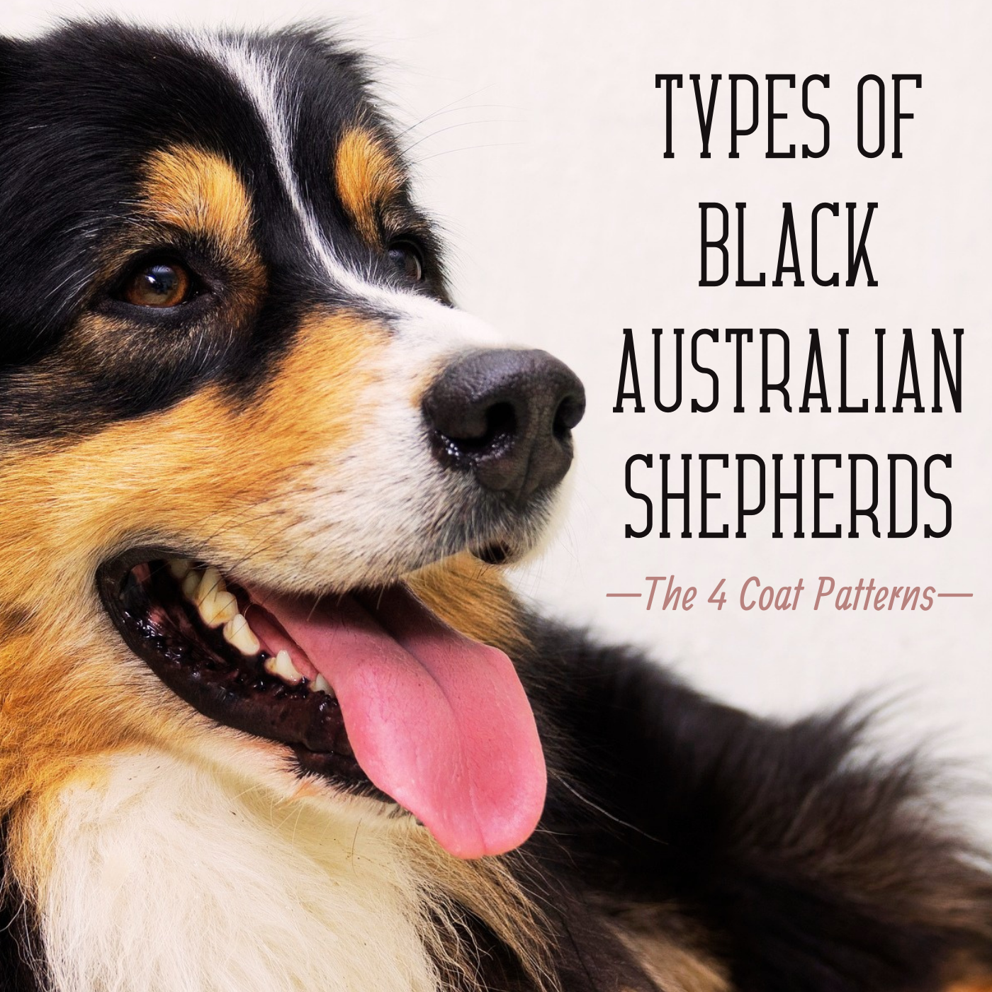 Australian Shepherd Black And White Spotted