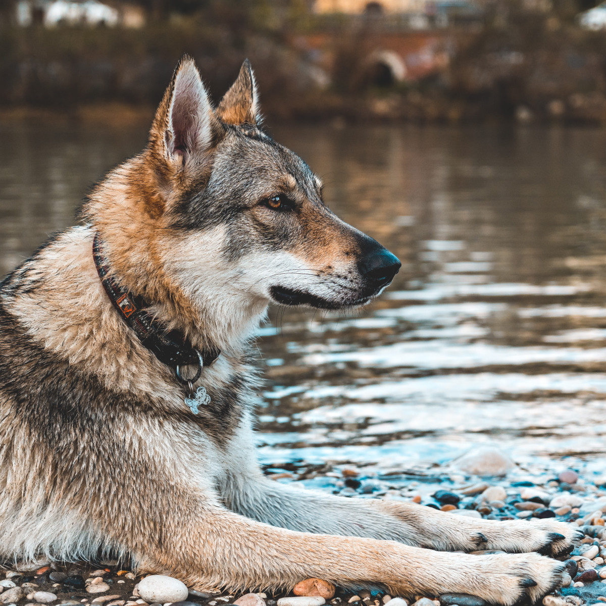 White Wolf Dog Hybrid Puppies
