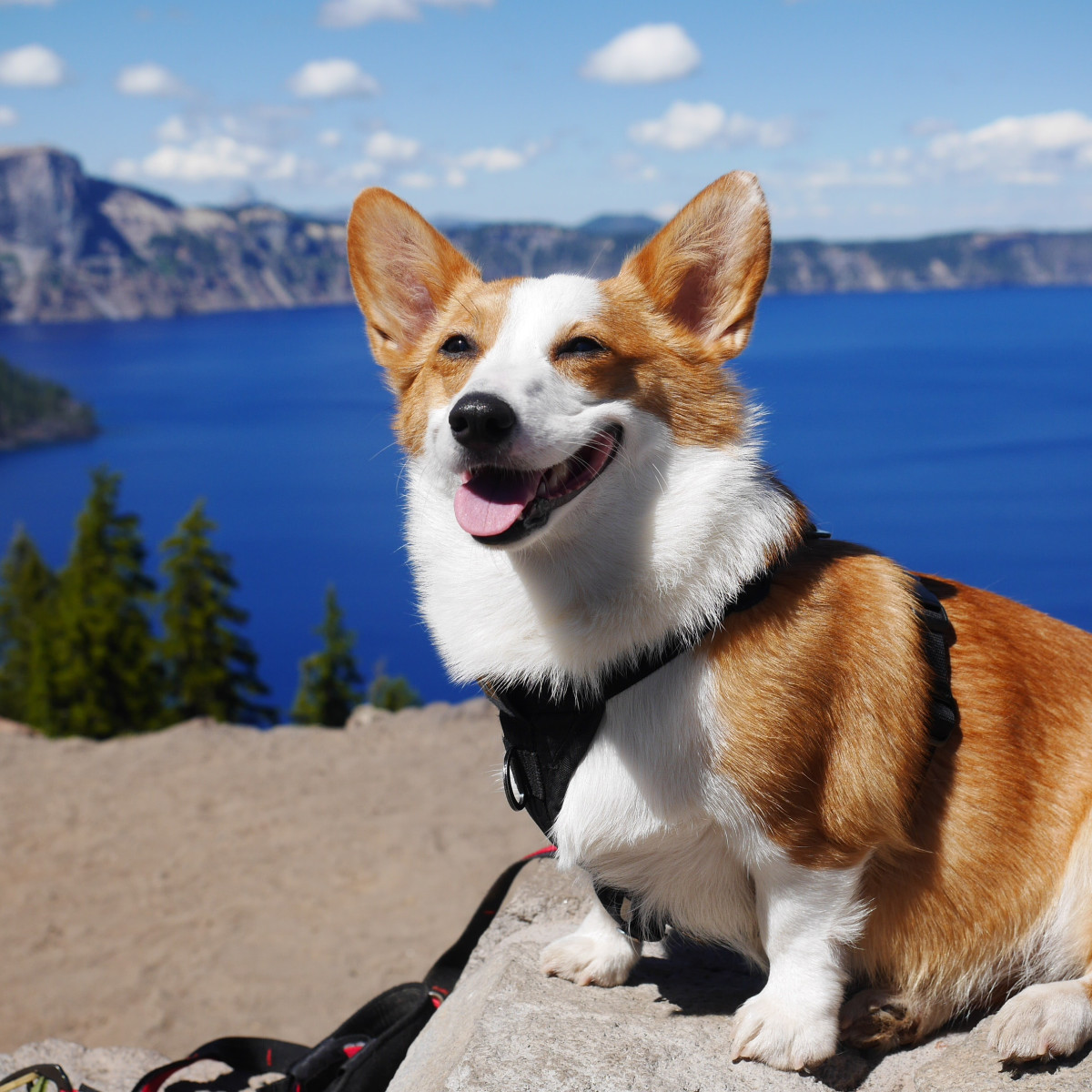 do miniature corgis exist