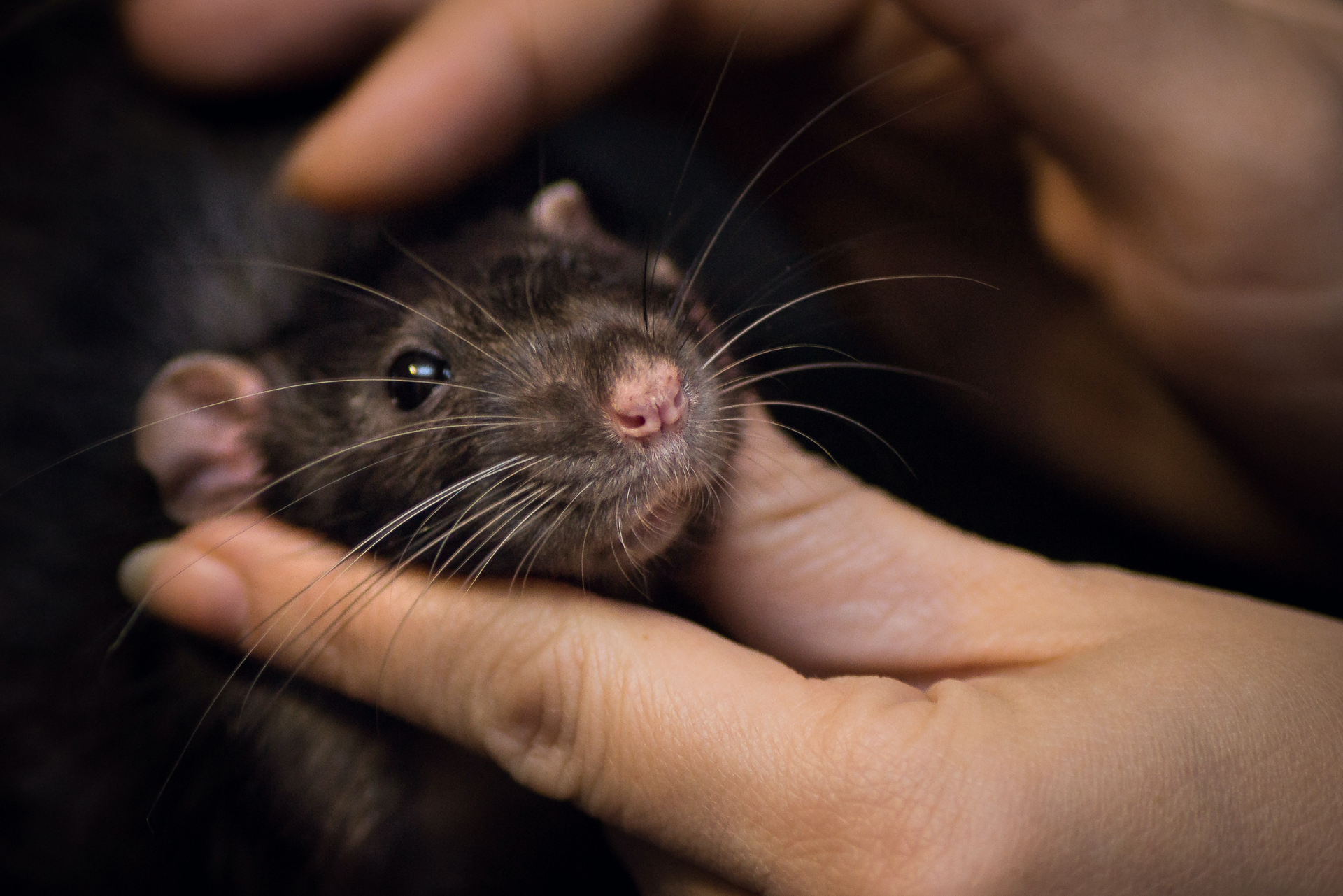Rat Bonding