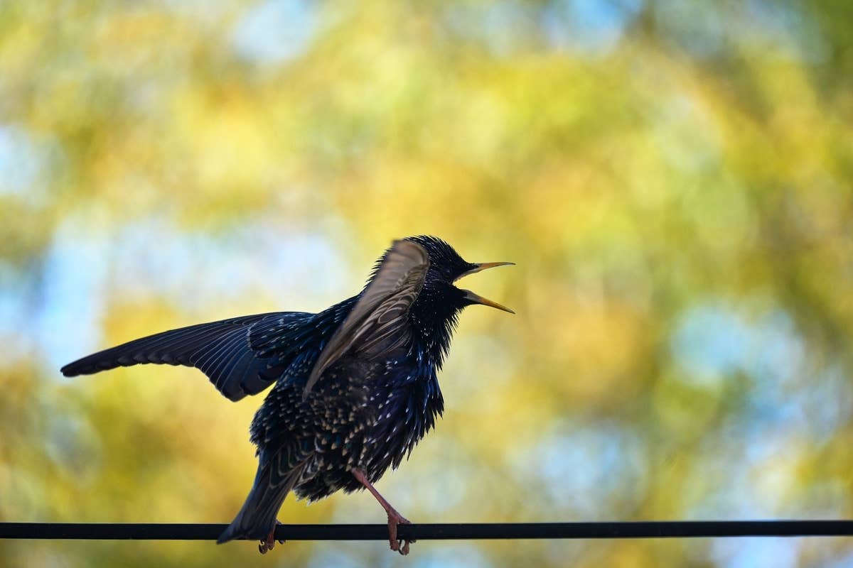 Baby Starling What To Feed