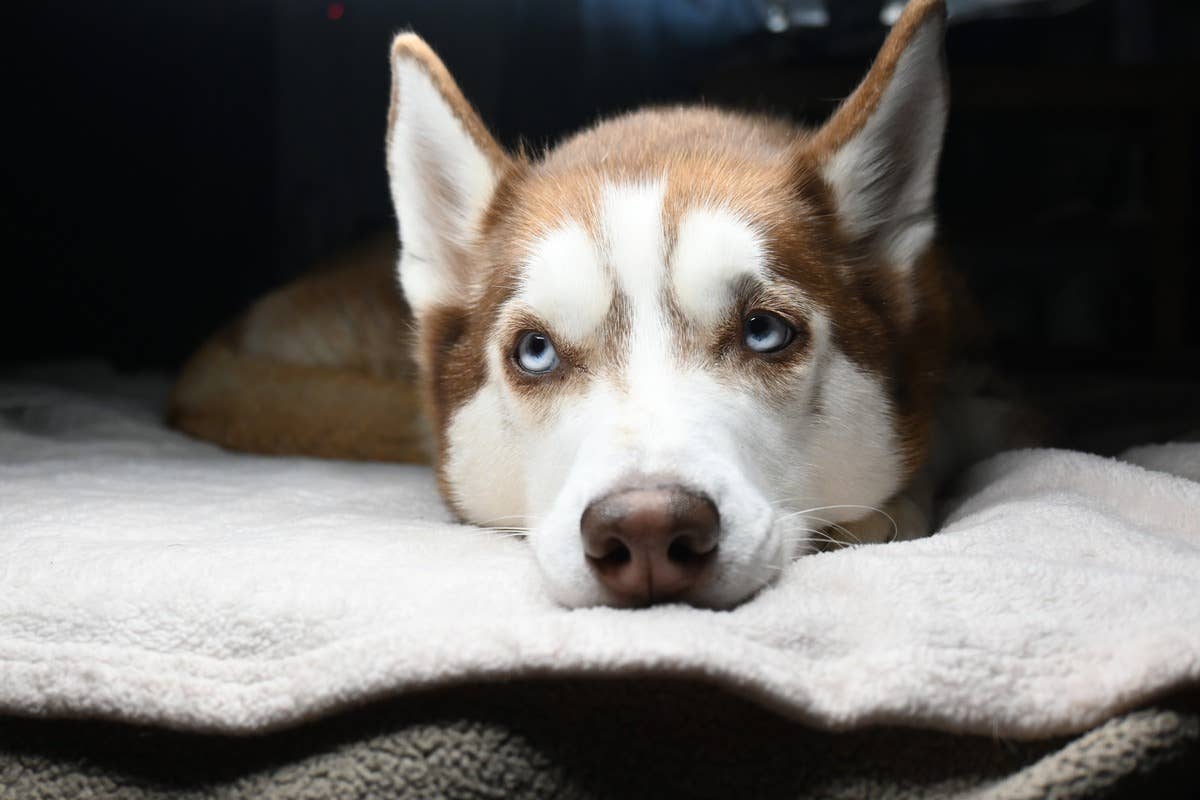 Forvirret Husky