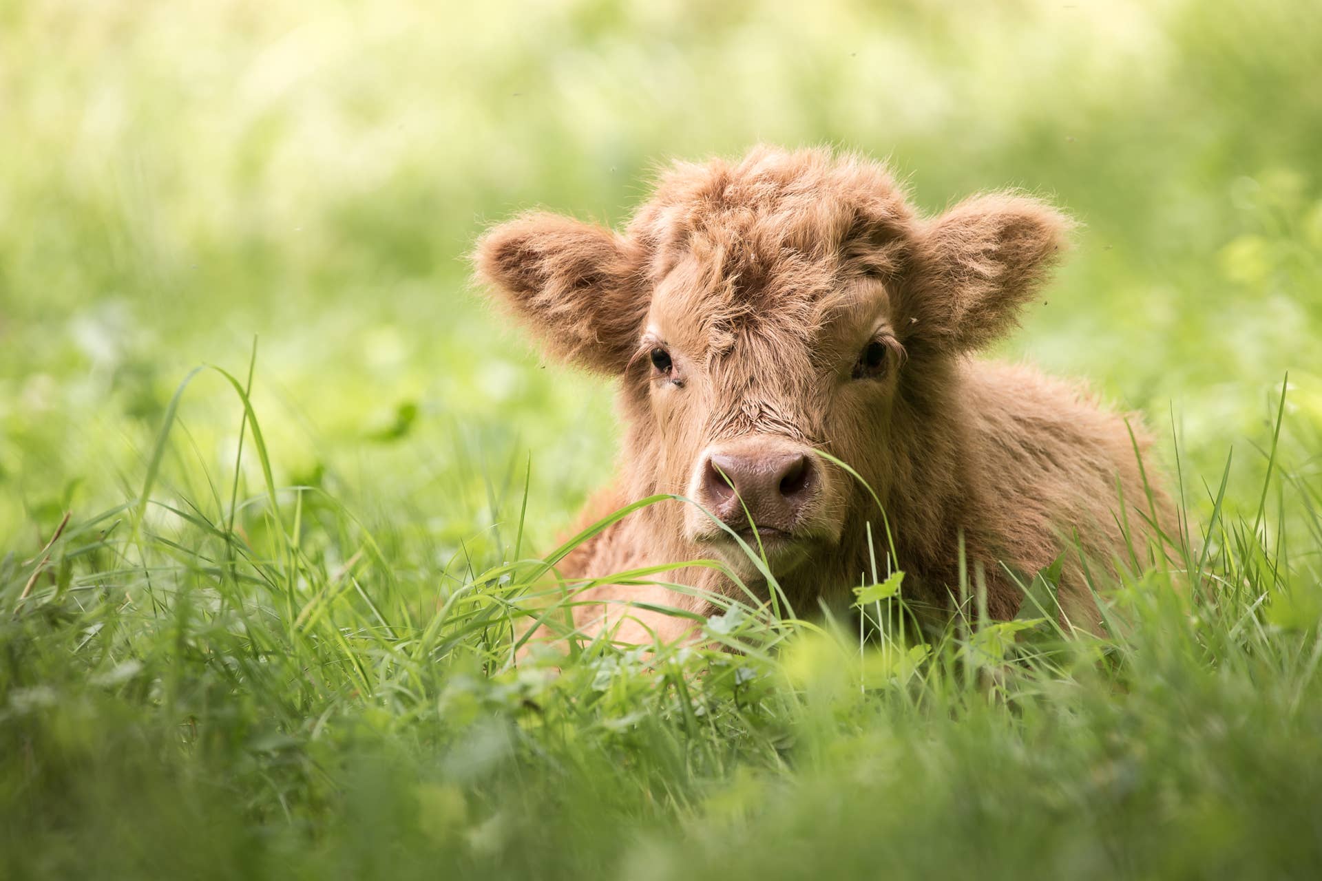 Cute Fluffy Baby Cows