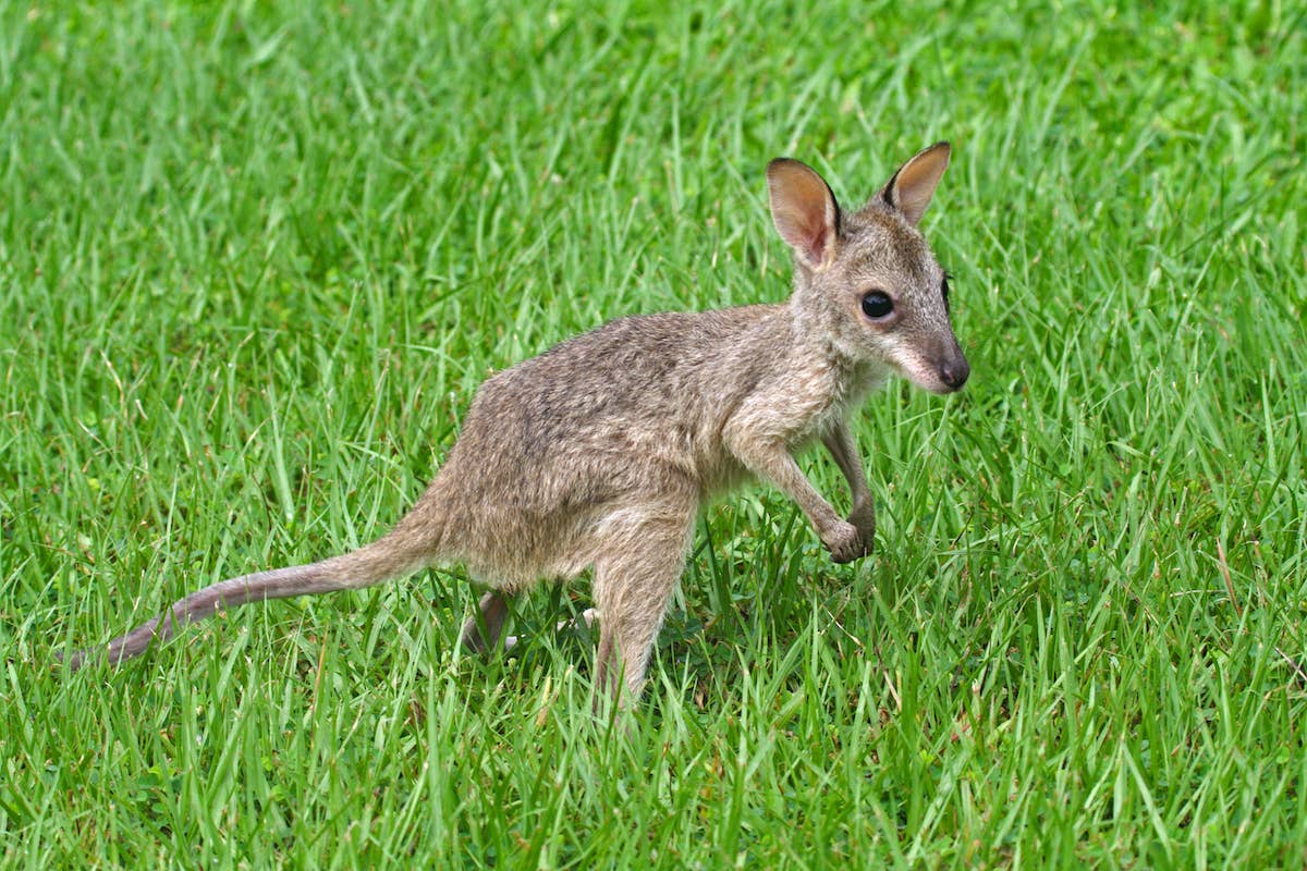 Baby Kakadue