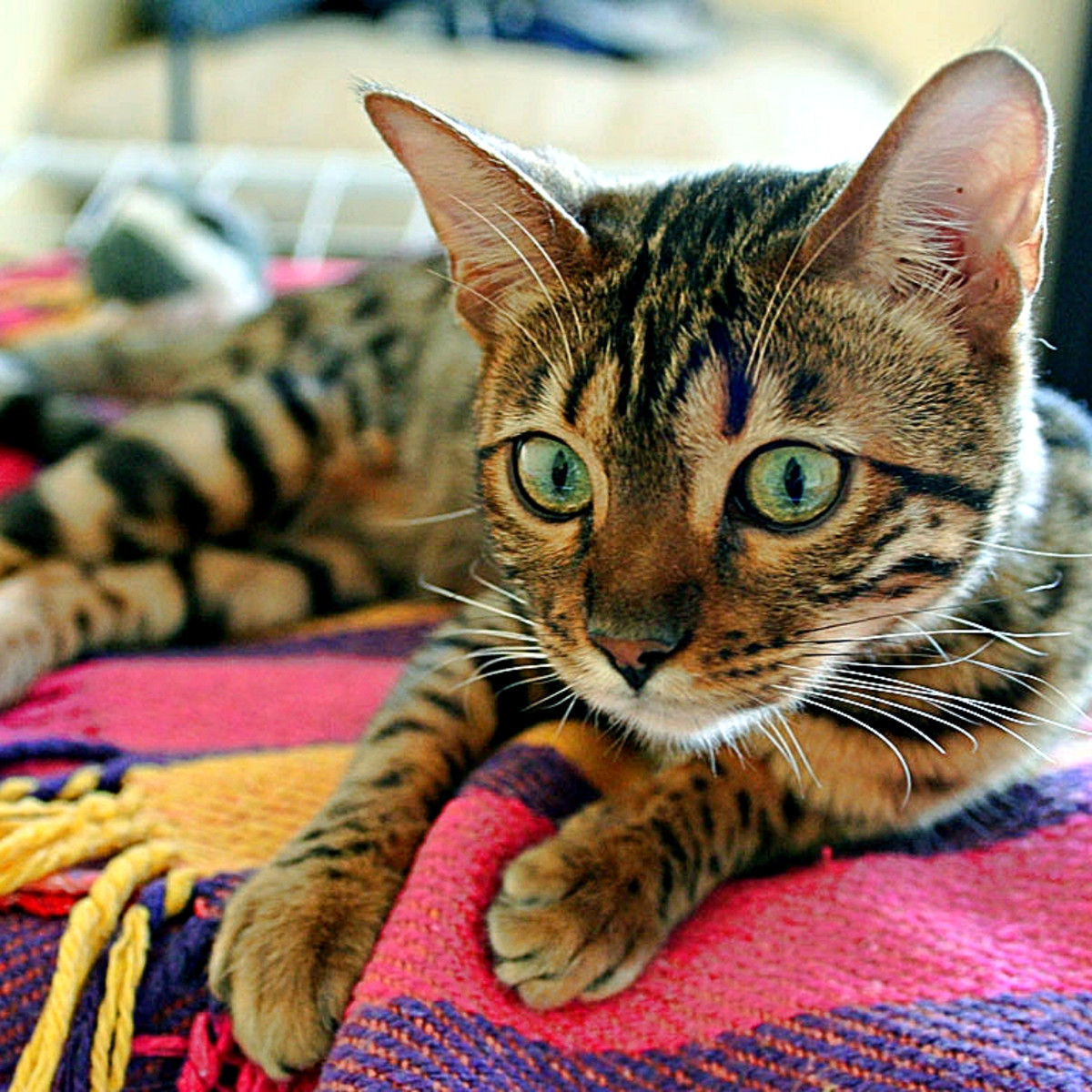 Bengal Cat Mix Characteristics