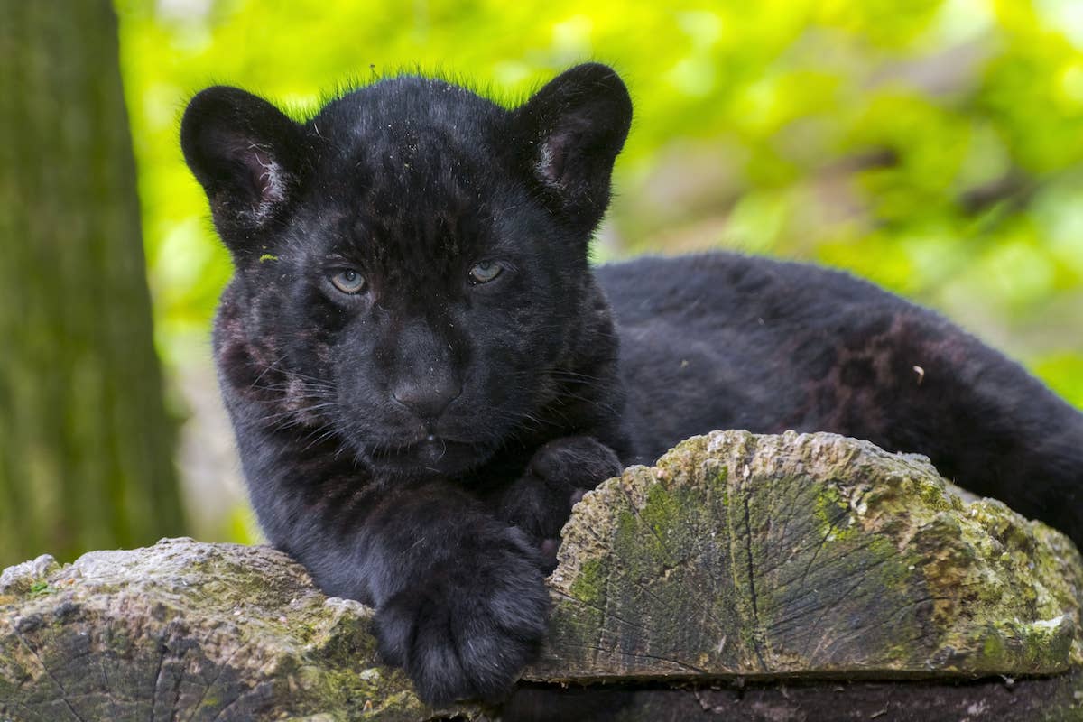 Rainforest Baby Panther
