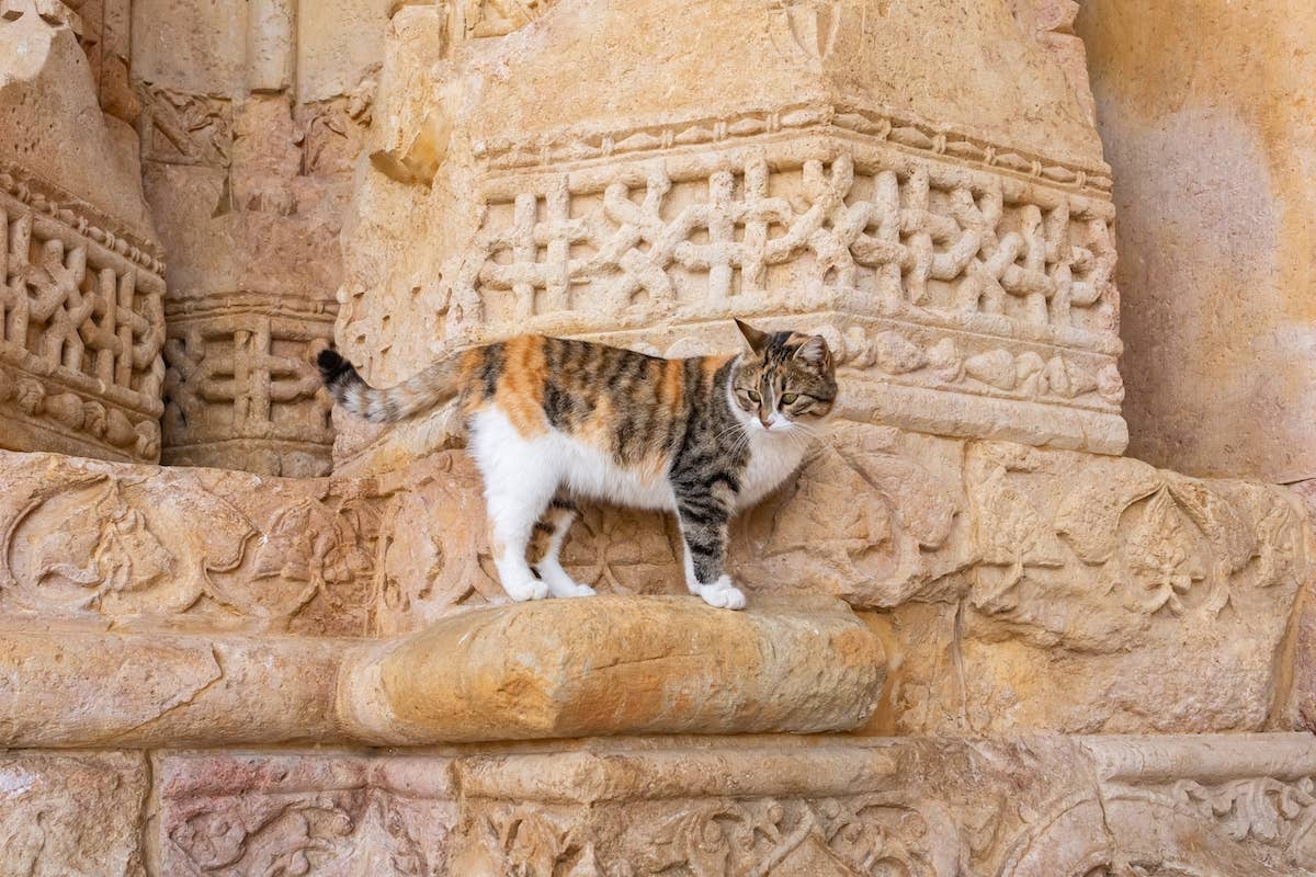 What Did Cats Look Like In Ancient Egypt