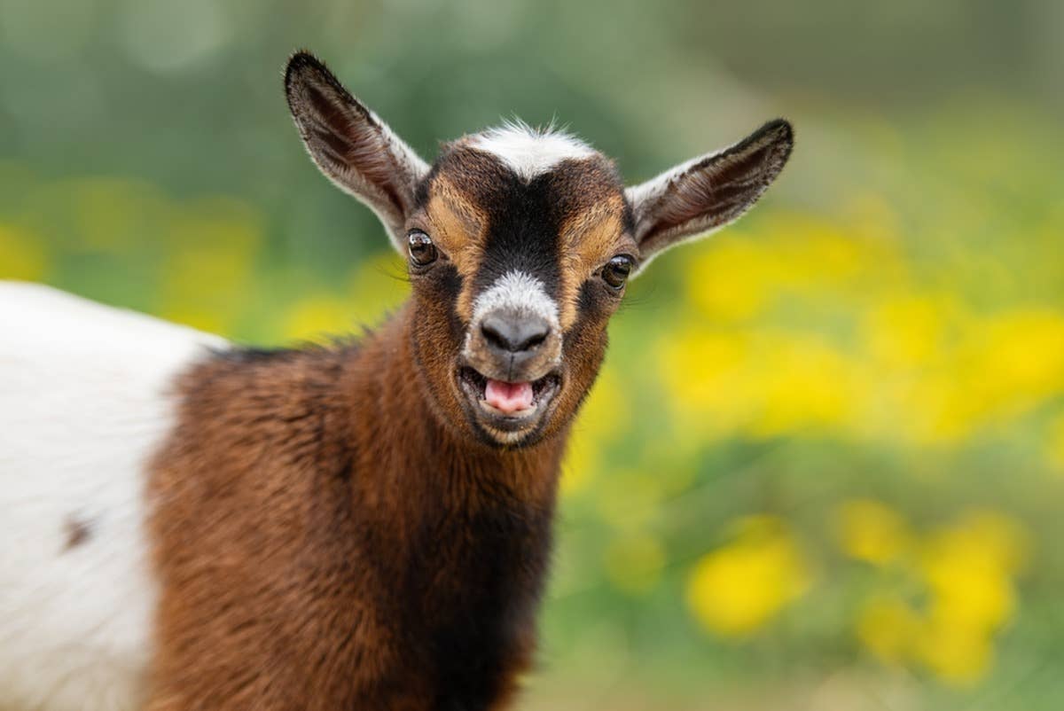 Baby Goat Sounds For Kids